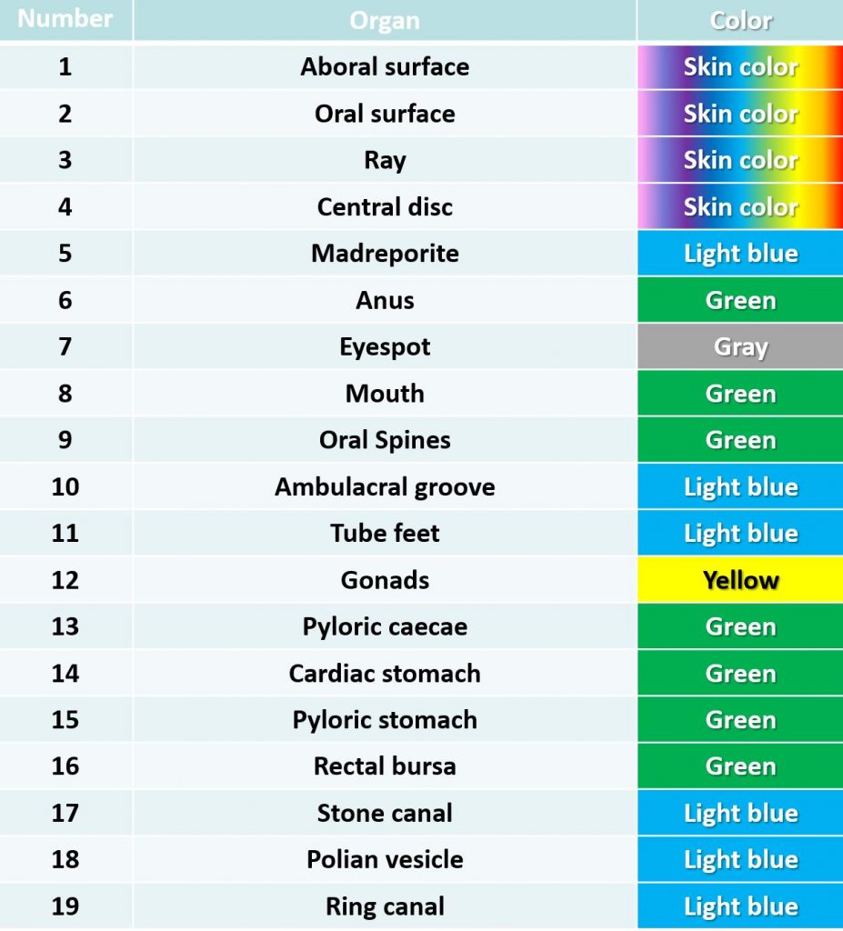 Biology 11 – Make a Starfish | Mrs Dildy